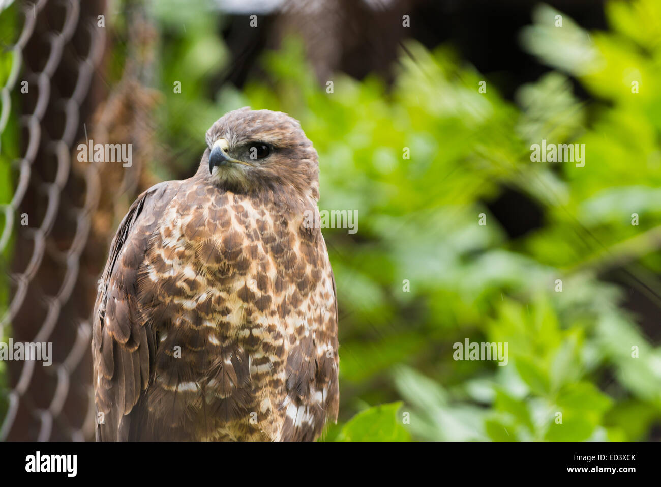 Little falcon in the zoo cage in ukraine Stock Photo - Alamy