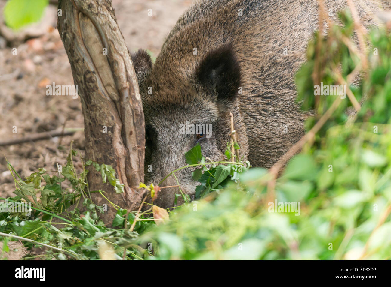 Big and fat boar in the forest Stock Photo - Alamy