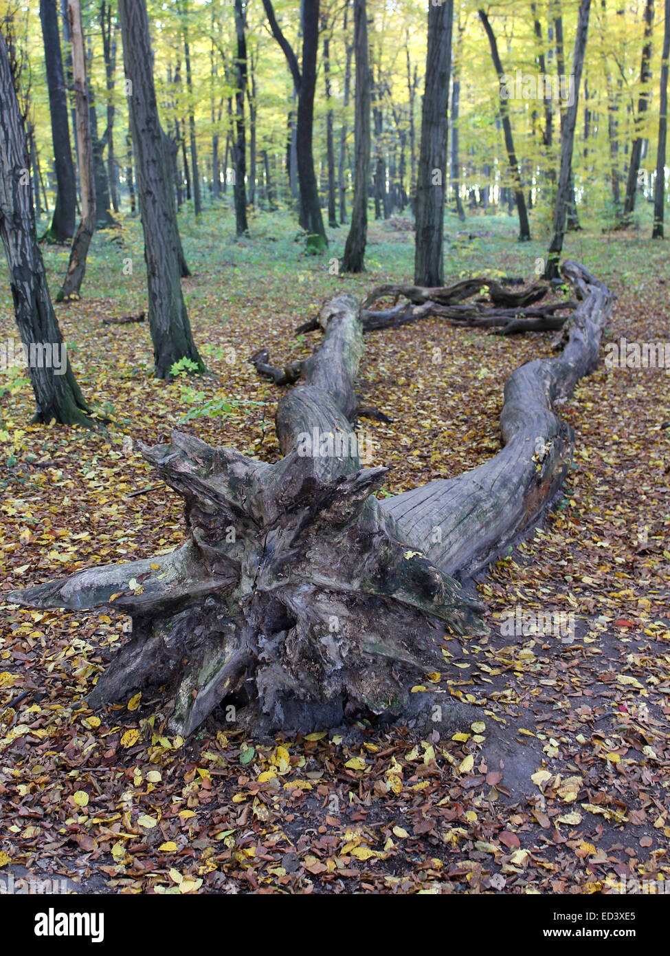 Lying dead wood hi-res stock photography and images - Alamy