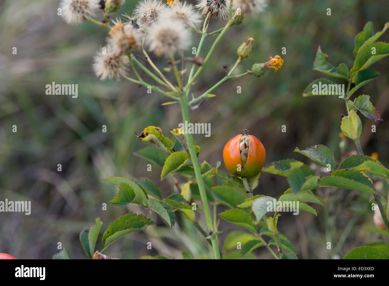 Fruit of a rose plant hi-res stock photography and images - Alamy