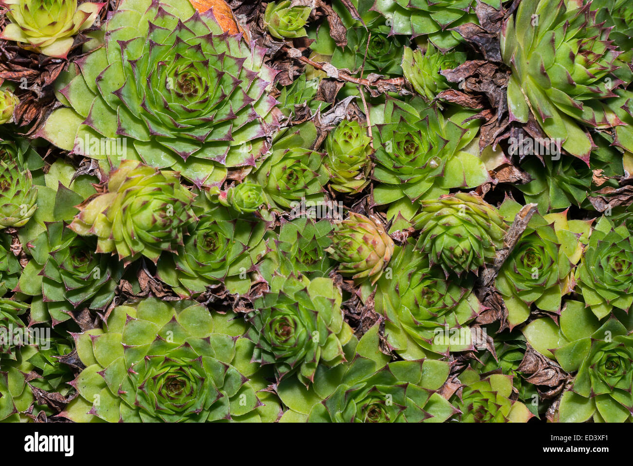 Succulent structure hi-res stock photography and images - Alamy