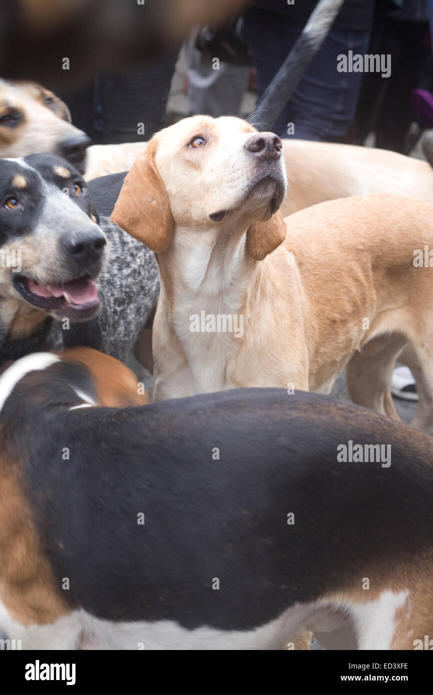 Fox hounds from the Heythope hunt Boxing day Meet at Chipping Norton ...