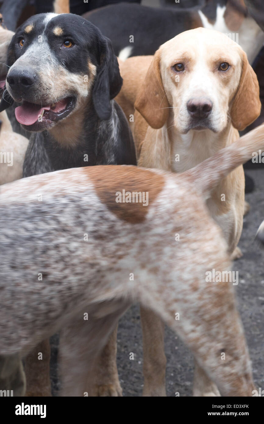 Fox Hounds Stock Photos & Fox Hounds Stock Images - Alamy