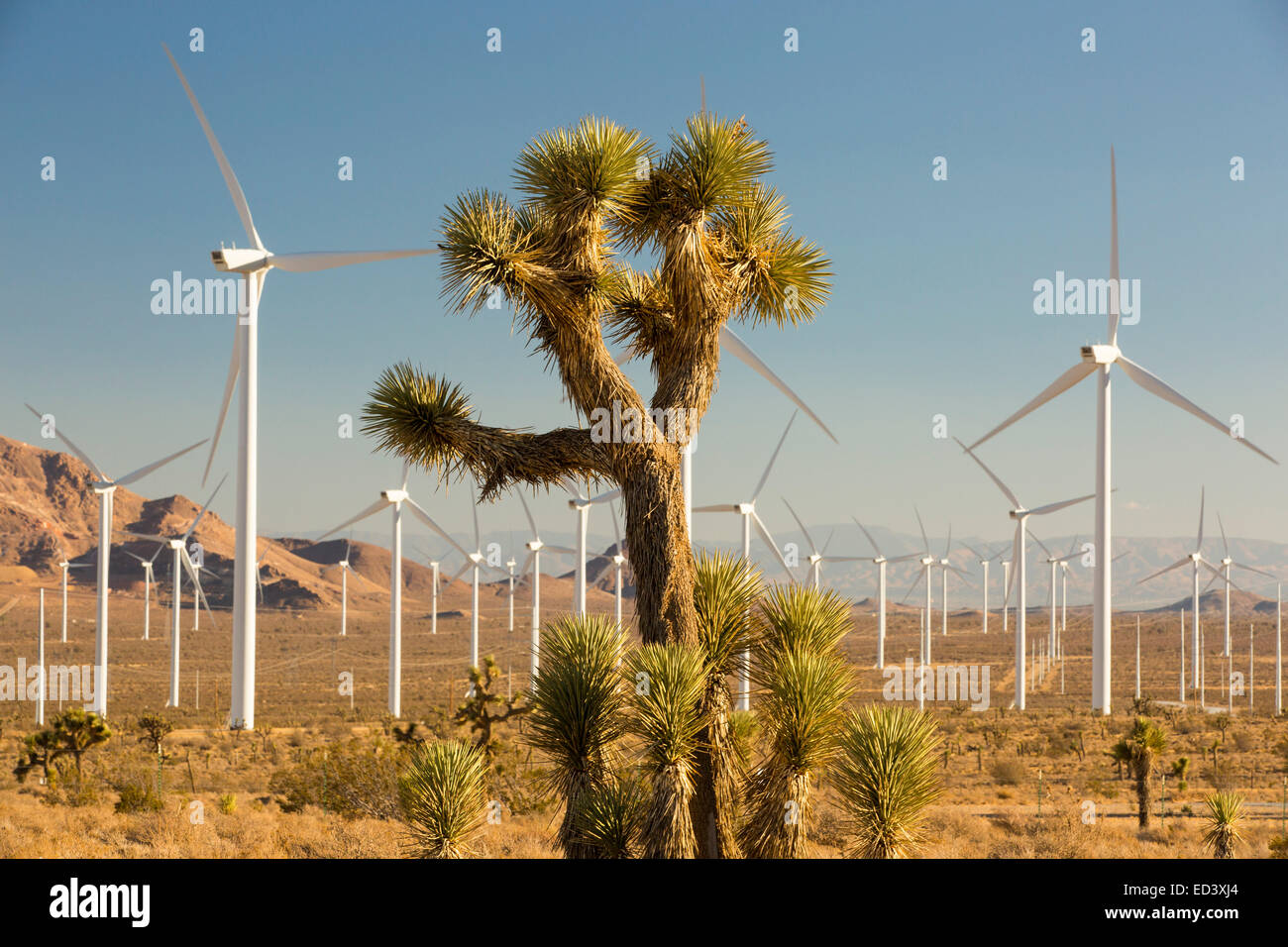 The Tehachapi Pass wind farm, California, USA Stock Photo - Alamy