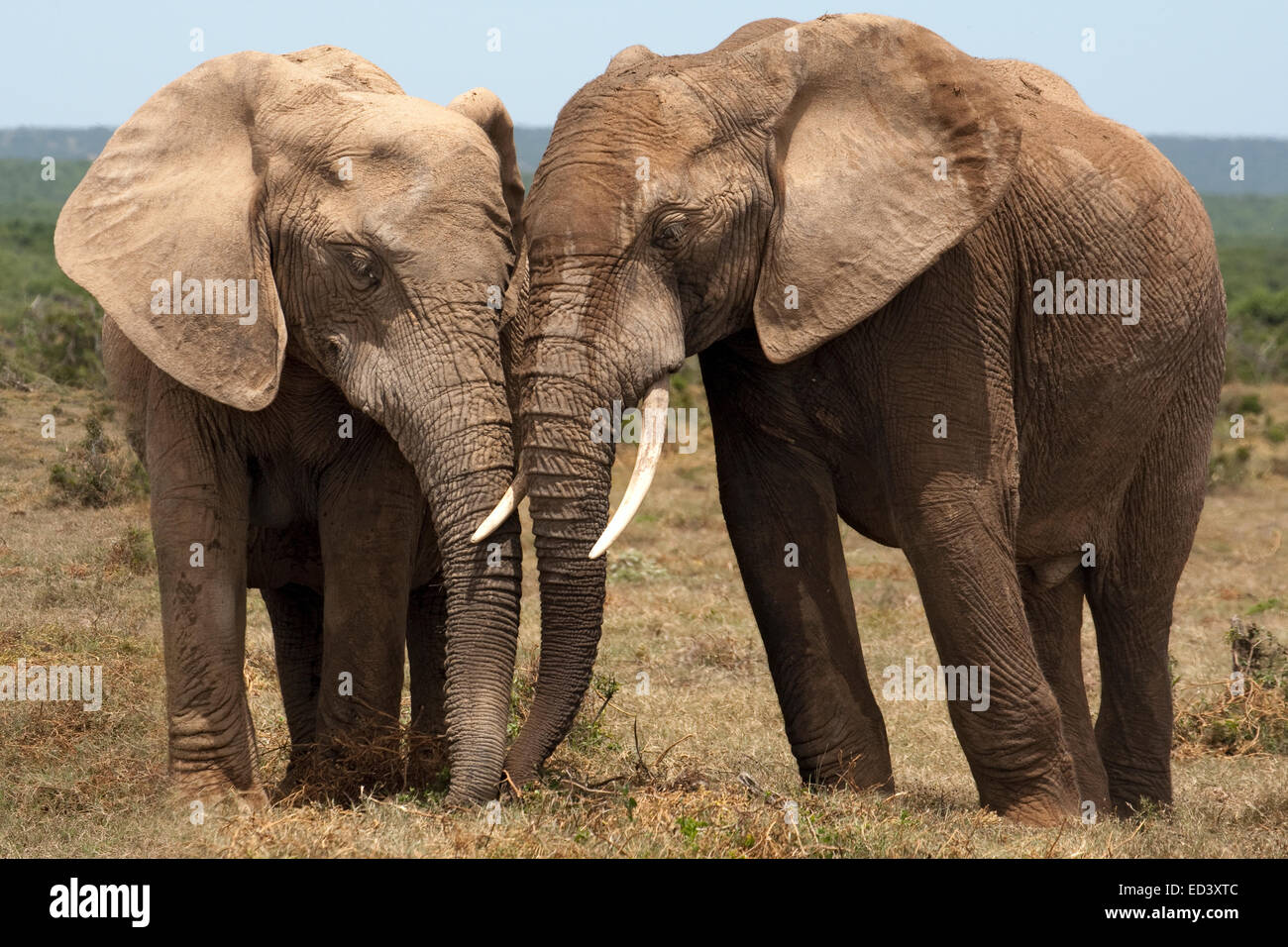 Elephant love hi-res stock photography and images - Alamy