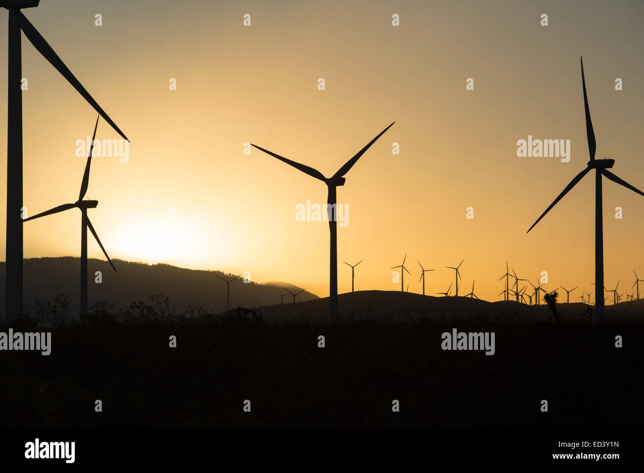 Tehachapi Pass wind farm at dawn, California, USA Stock Photo - Alamy