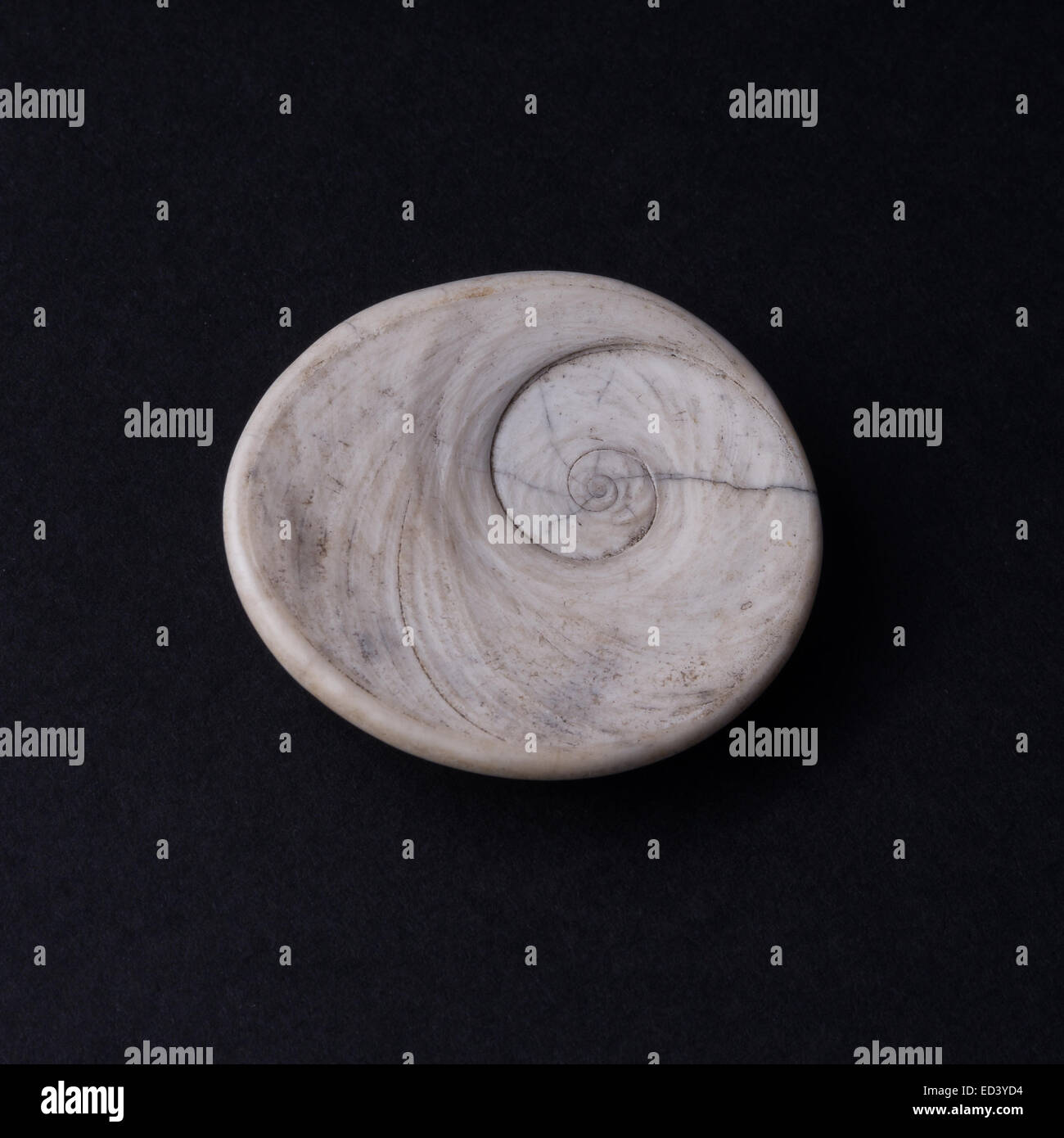 Very old fossil of a shell hi-res stock photography and images - Alamy