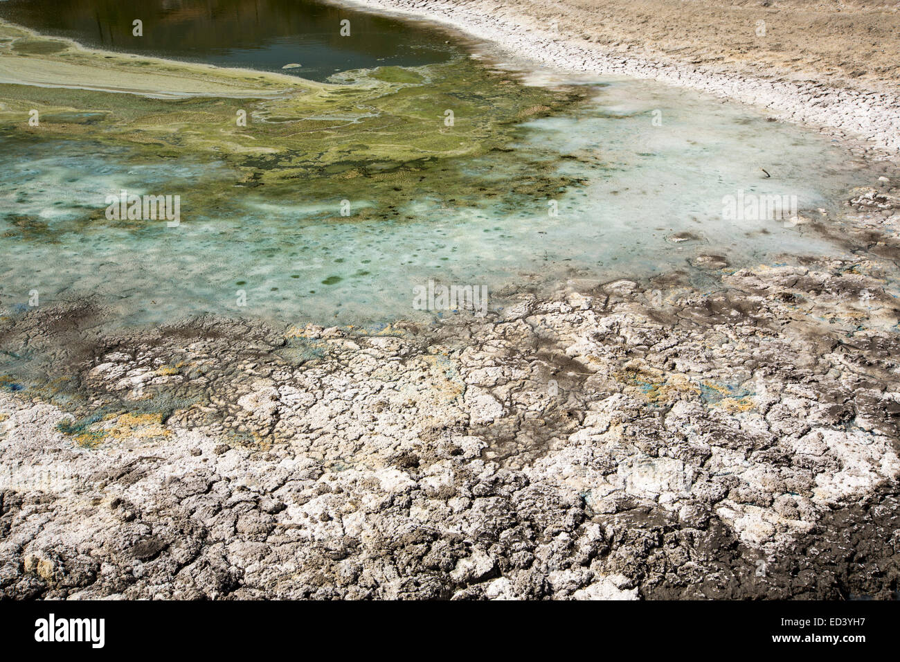 Blue Green Algae on a dried up lake bed in Tehachapi, caused by the ...