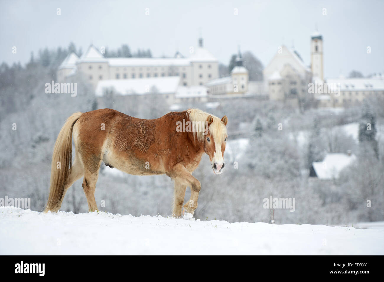 Wolfegg, Germany. 26th Dec, 2014. A horse stands on a snowy field at ...