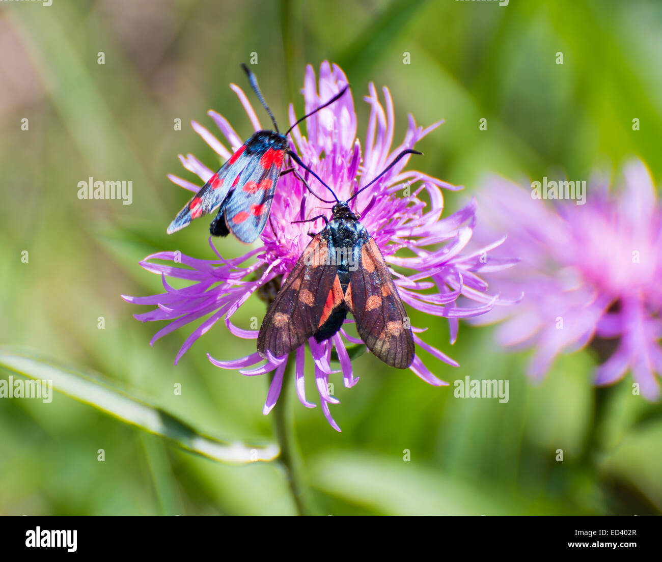 Two six-spot burnet butterflies at the blossom of a clover flower Stock ...