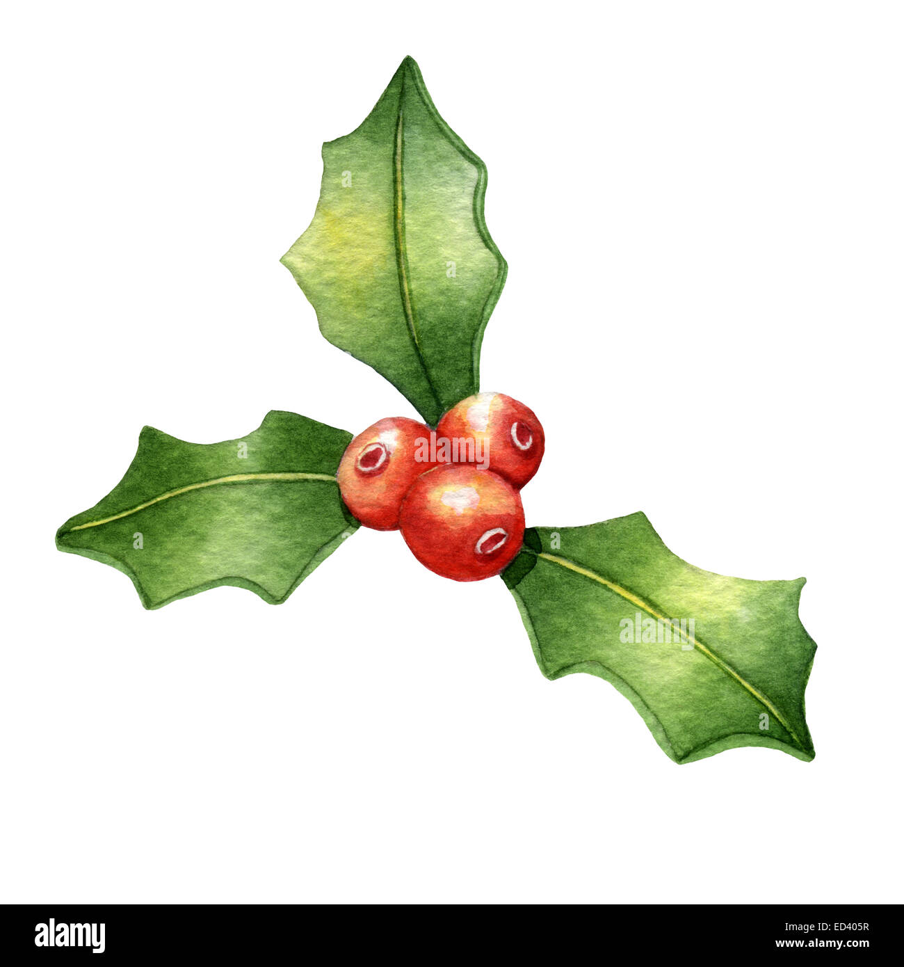 Watercolor holly hi-res stock photography and images - Alamy