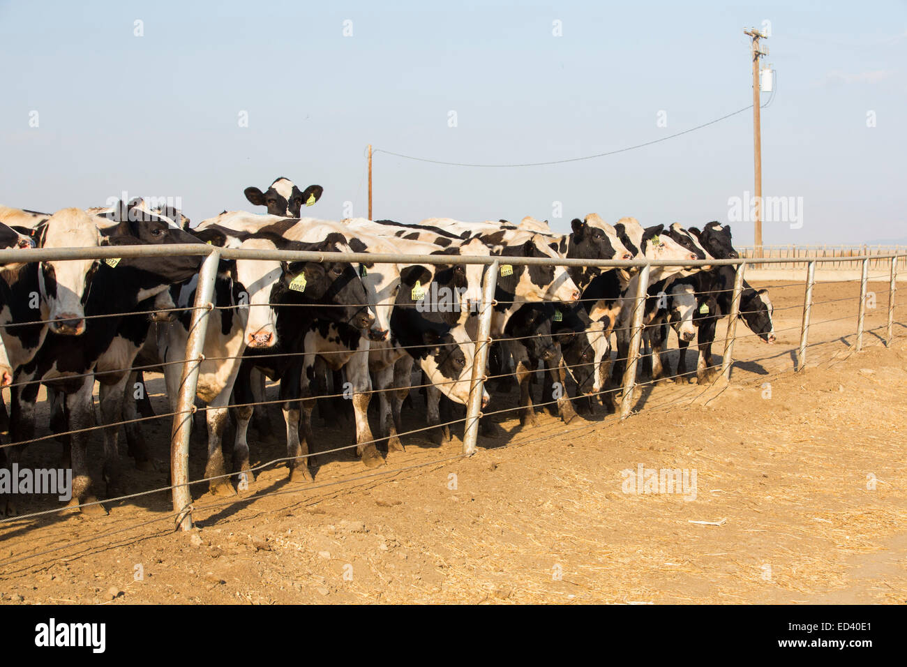 A dairy farm impacted by California's ongoing catastrophic drought in ...