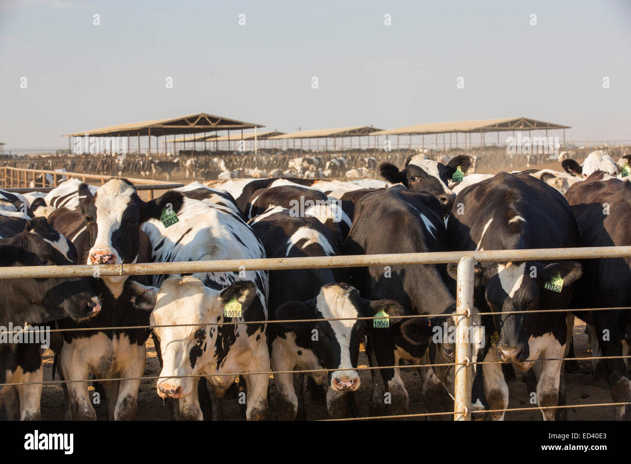 A dairy farm impacted by California's ongoing catastrophic drought in ...
