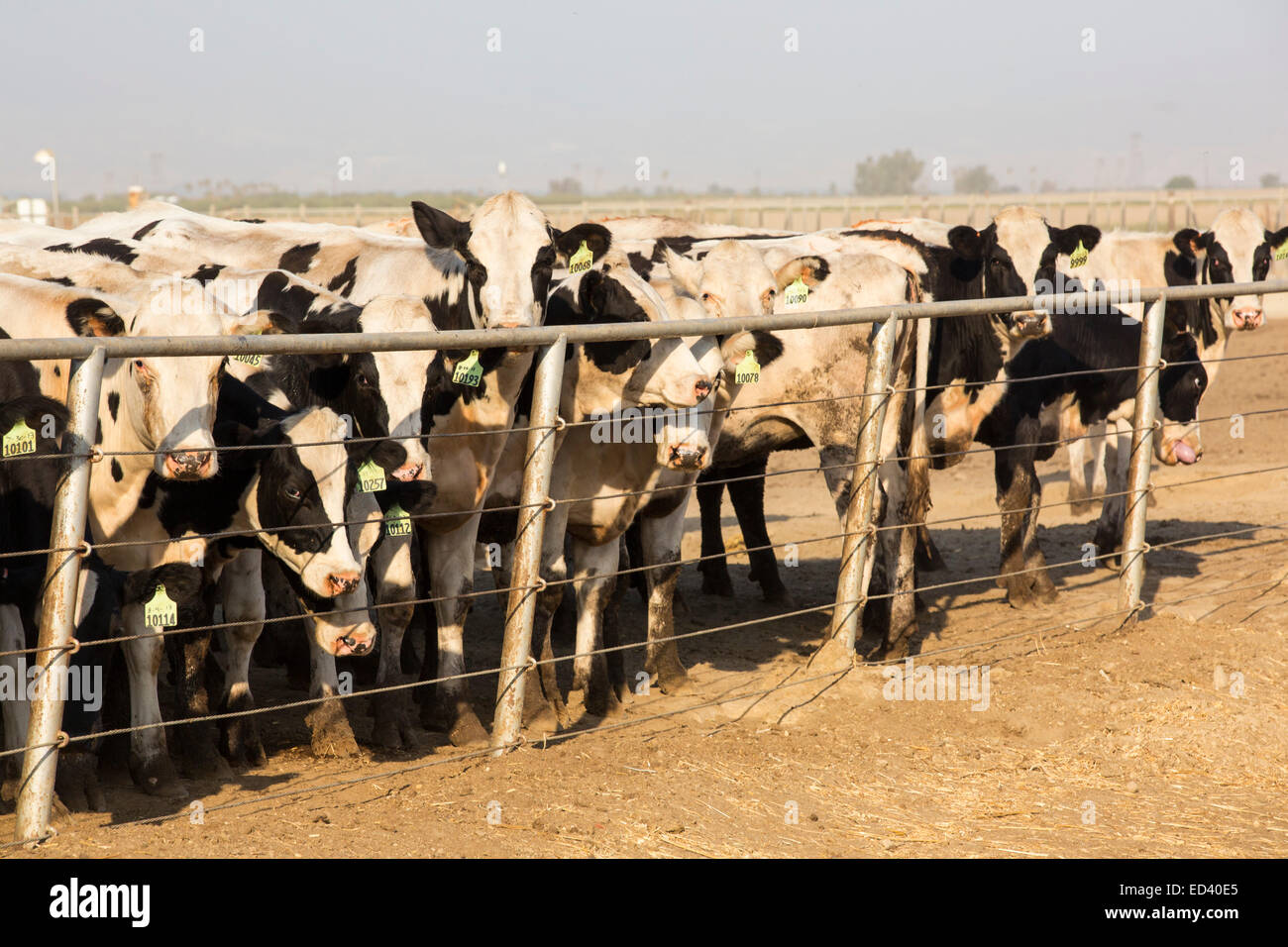 A dairy farm impacted by California's ongoing catastrophic drought in ...