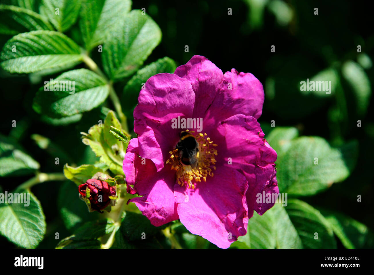 Ile de Brehat,Eglantine flower, Cotes-d'Armor, Bretagne, France Stock ...