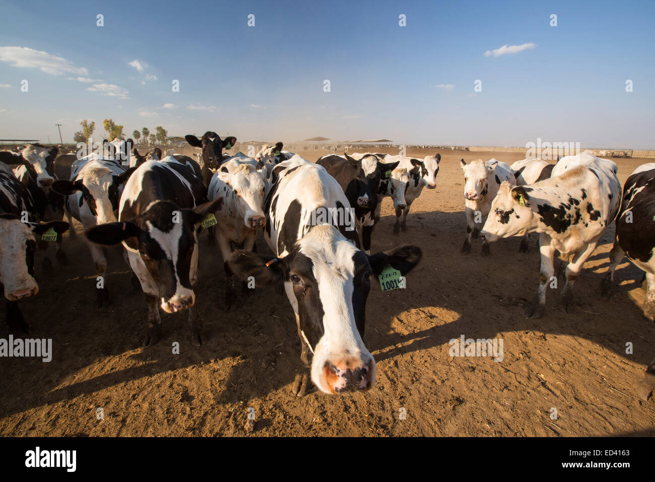 A dairy farm impacted by California's ongoing catastrophic drought in ...