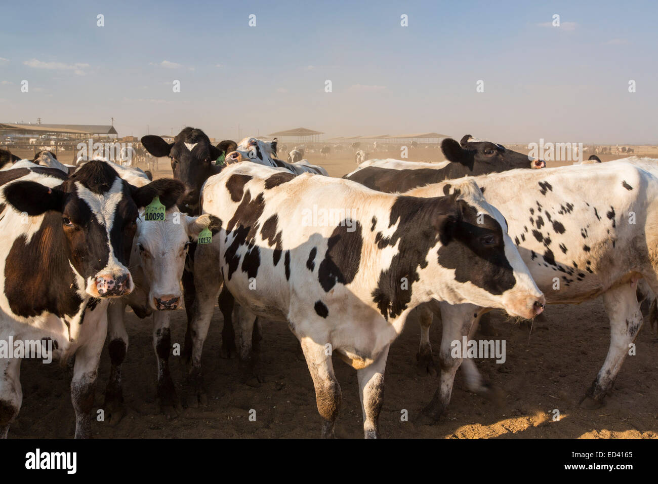 A dairy farm impacted by California's ongoing catastrophic drought in ...