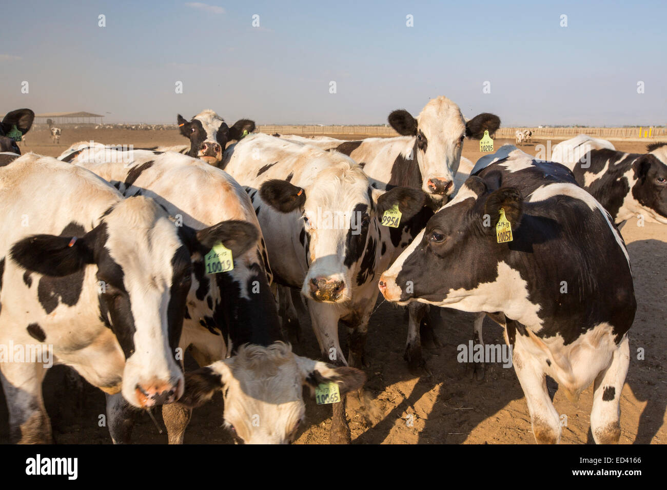 A dairy farm impacted by California's ongoing catastrophic drought in ...