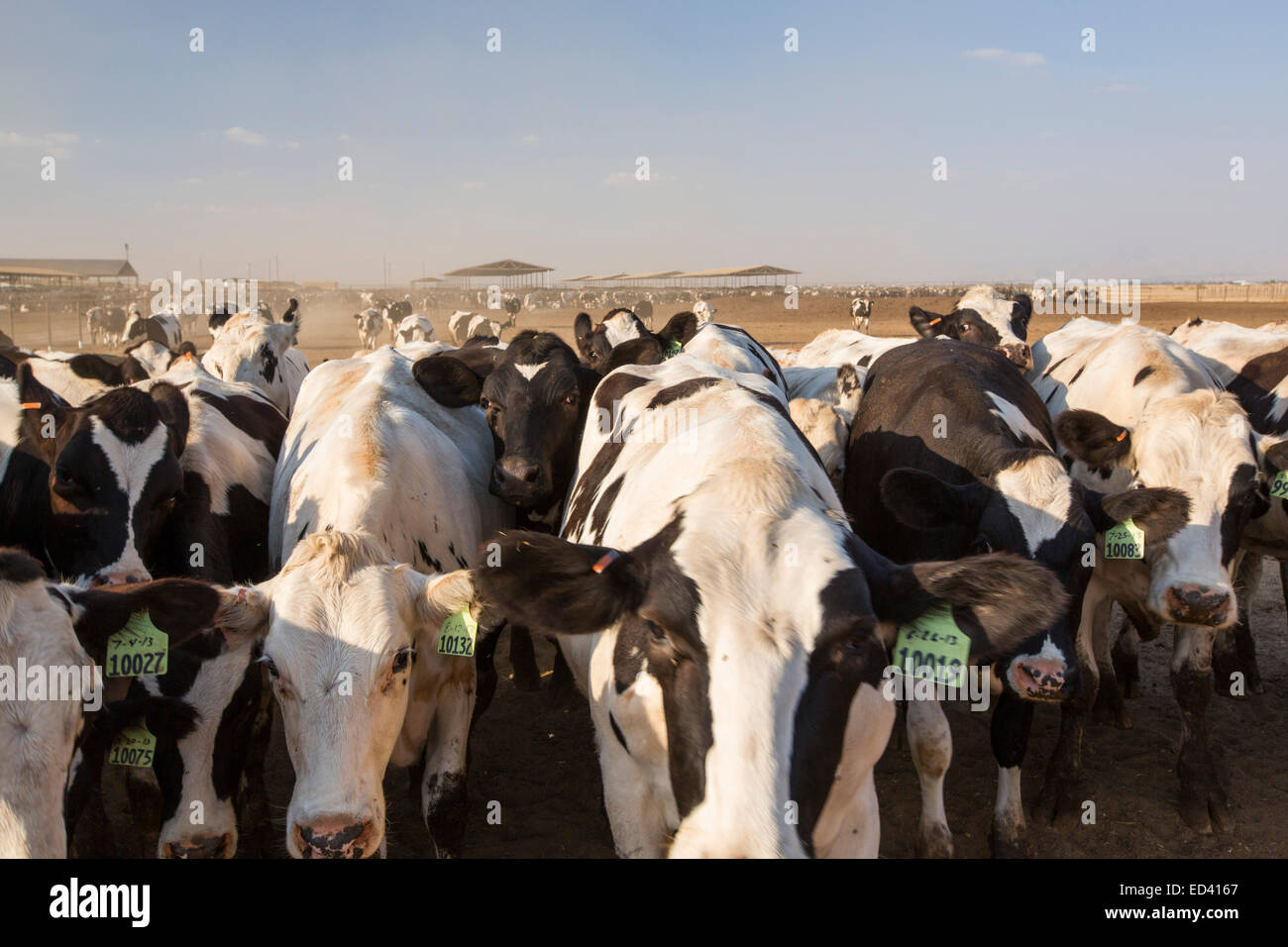 A dairy farm impacted by California's ongoing catastrophic drought in ...