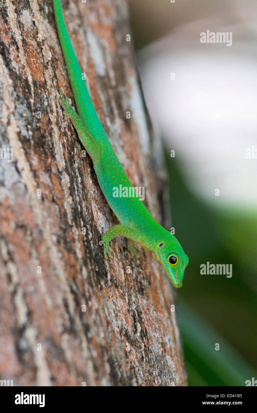 Sand diving lizard hi-res stock photography and images - Alamy