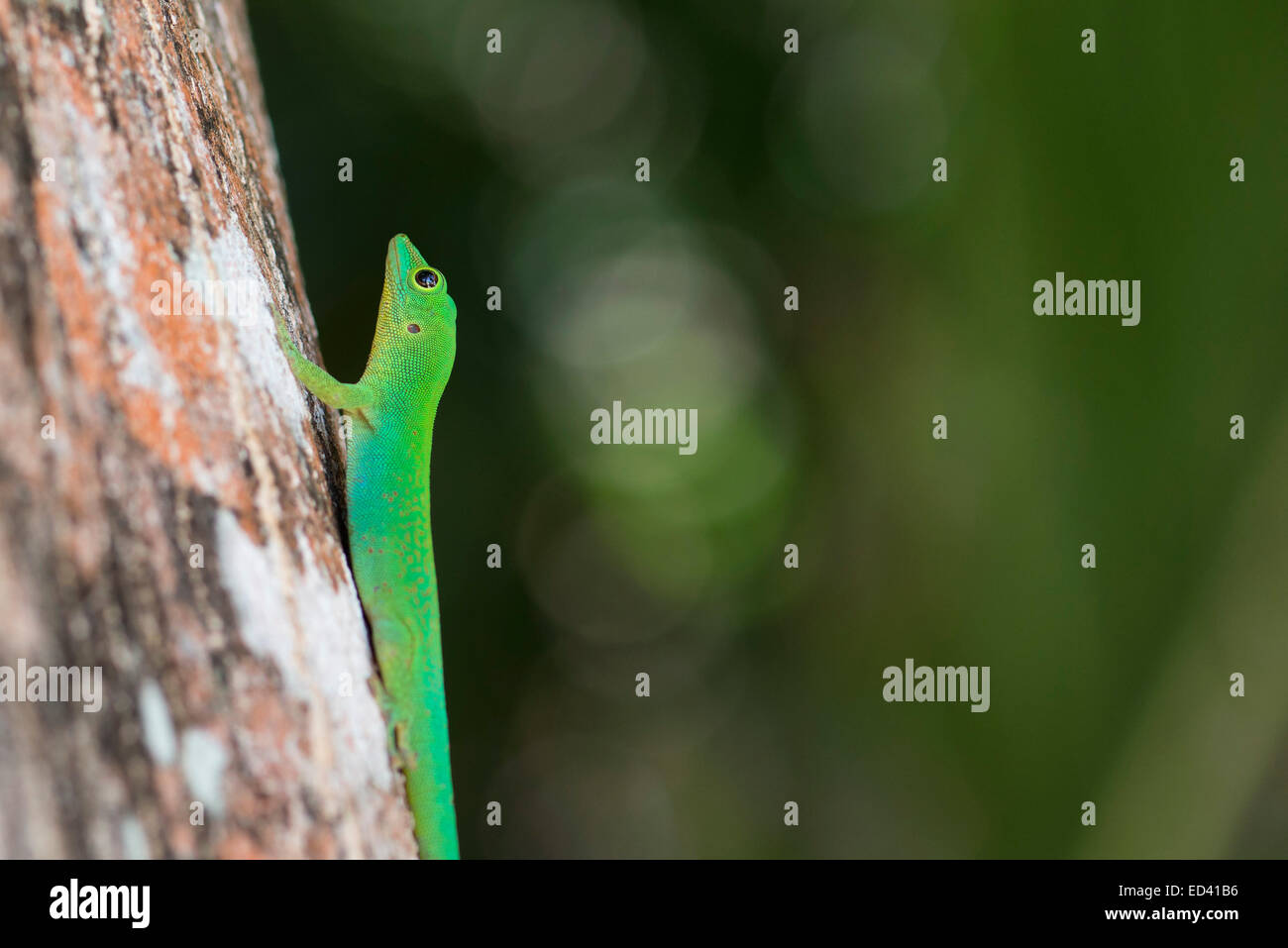 Diving lizard island hi-res stock photography and images - Alamy