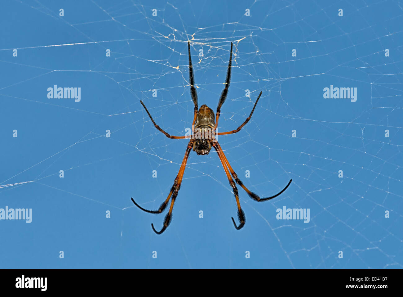 Coconut spider hi-res stock photography and images - Alamy