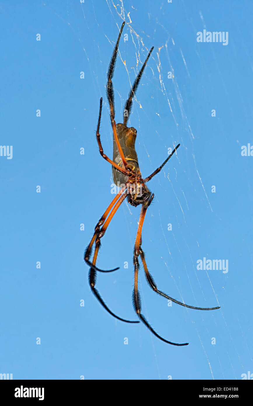 Coconut spider hi-res stock photography and images - Alamy