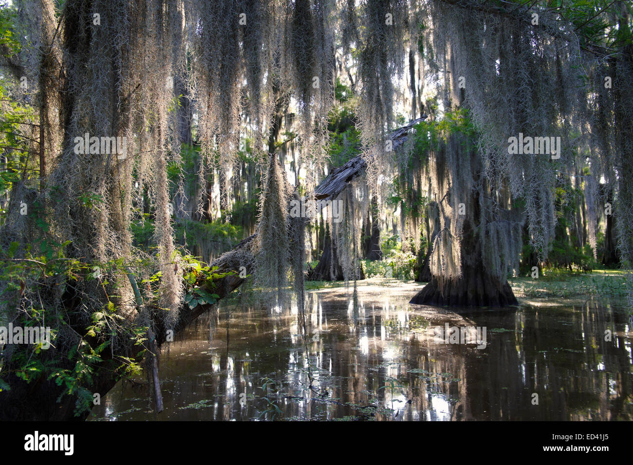 Swamp bayou scene of the American South featuring bald cypress trees ...