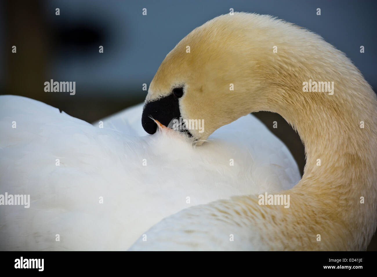 White swan preening its feathers Stock Photo - Alamy