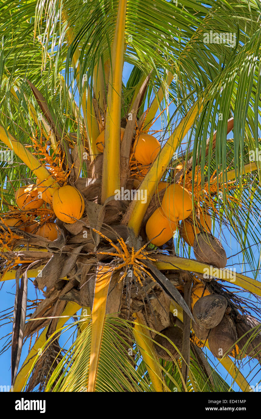 Coconut Tree at L'Union Estate Park in La Digue, Seychelles Stock Photo ...