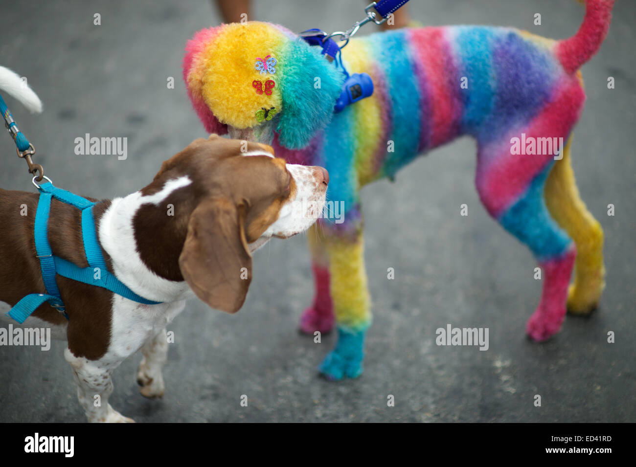 Real Rainbow Animals