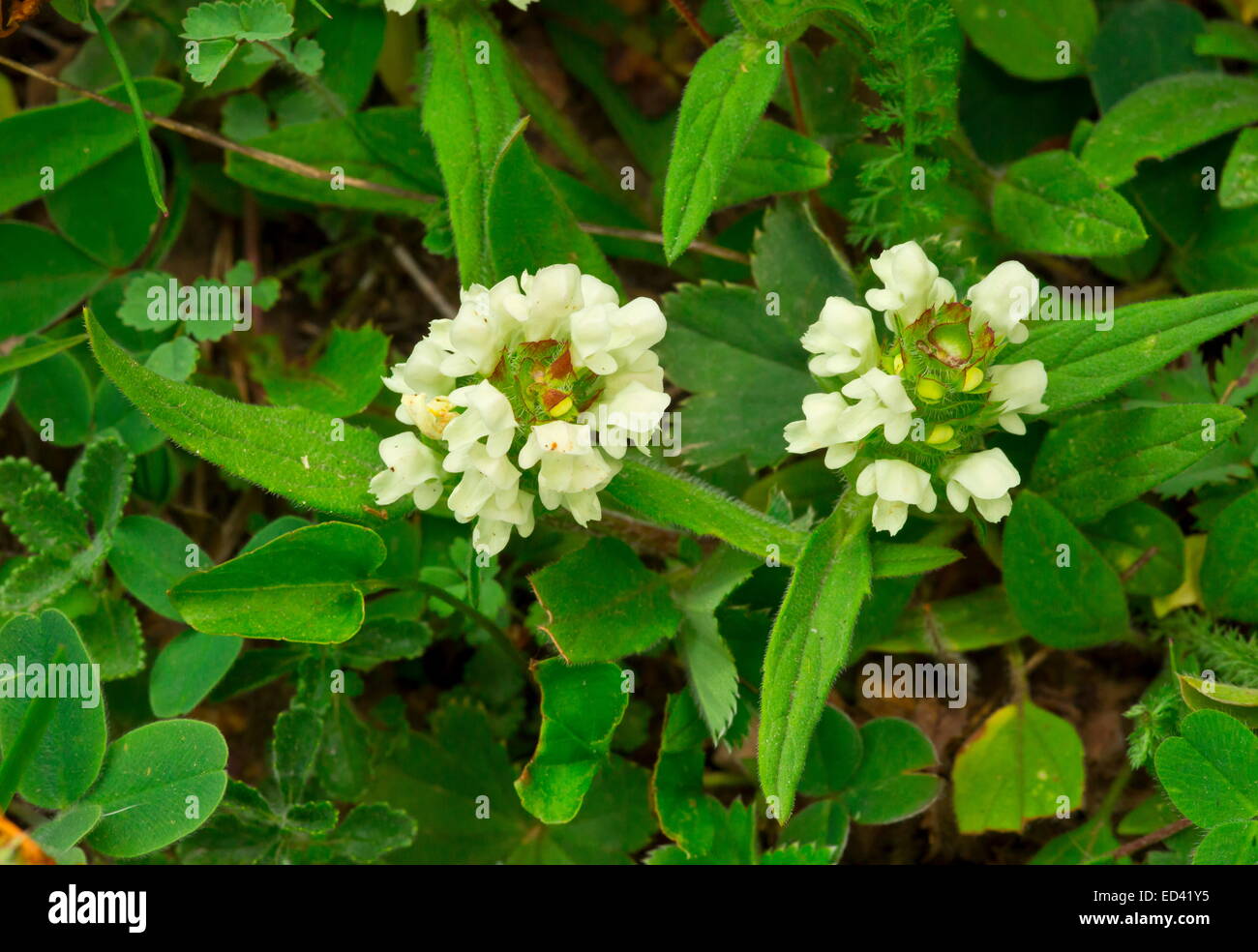 Cut-leaved Self-Heal, Prunella laciniata in flower; rare in UK Stock ...