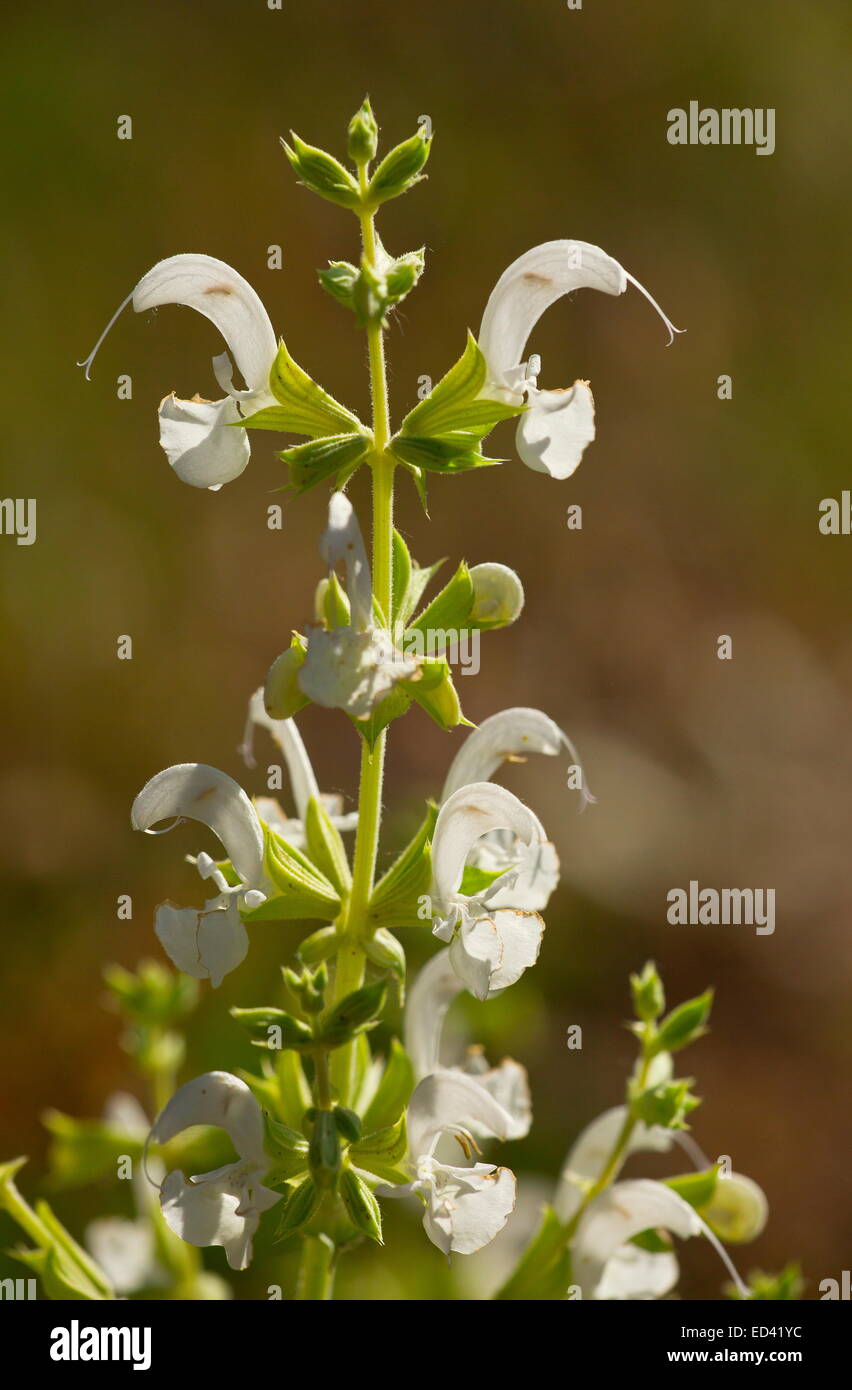 White flowering sage hi-res stock photography and images - Alamy