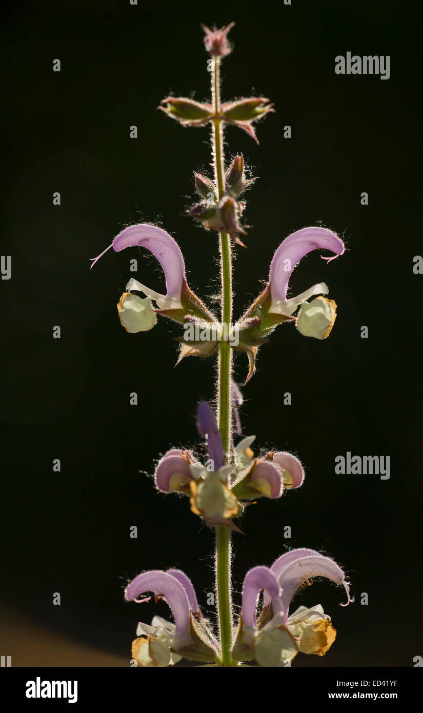 Salvia sclarea backlit flowers herbal hi-res stock photography and ...