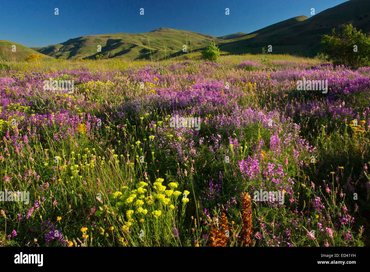 Flowery steppe grassland on the Vaukdagi Pass, Karakavan Mountains ...