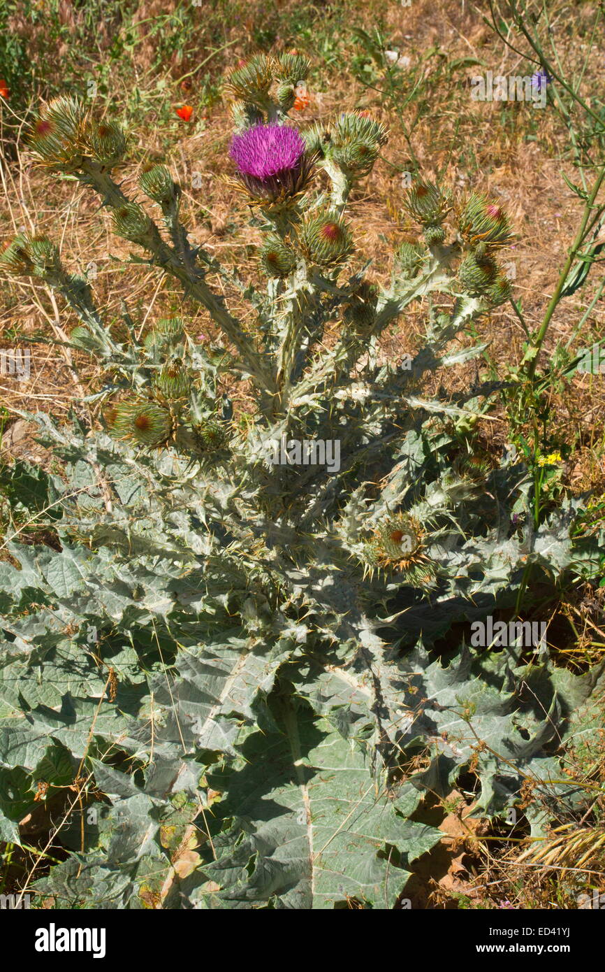 A thistle, Onopordum turcicum in flower; Turkey Stock Photo - Alamy