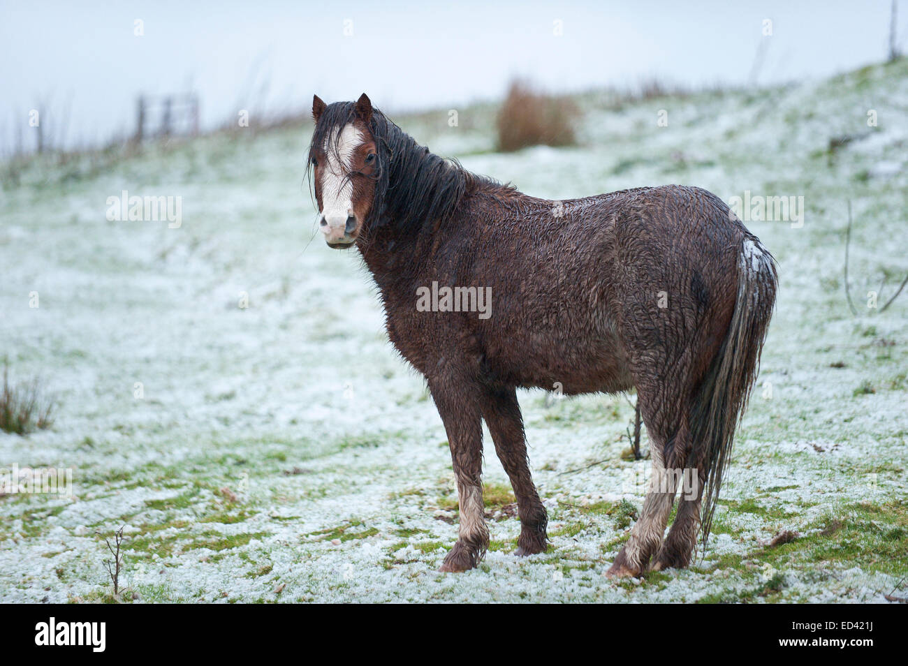 Bedraggled horse hi-res stock photography and images - Alamy