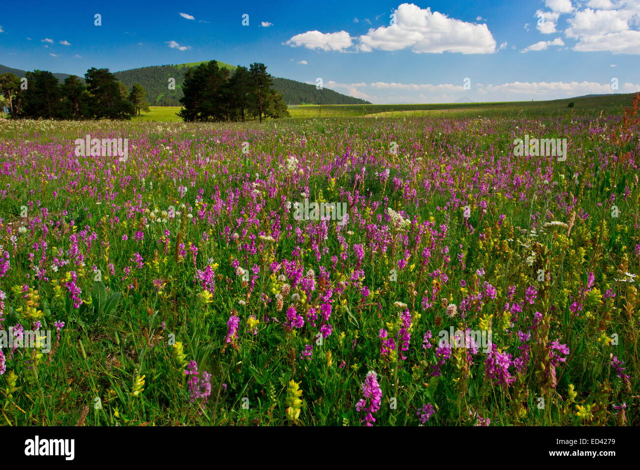 Flowery grassland in the Camurlu Daglari, north-east Turkey Stock Photo ...