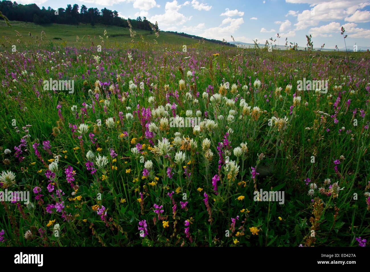 Flowery grassland in the Camurlu Daglari, north-east Turkey Stock Photo ...