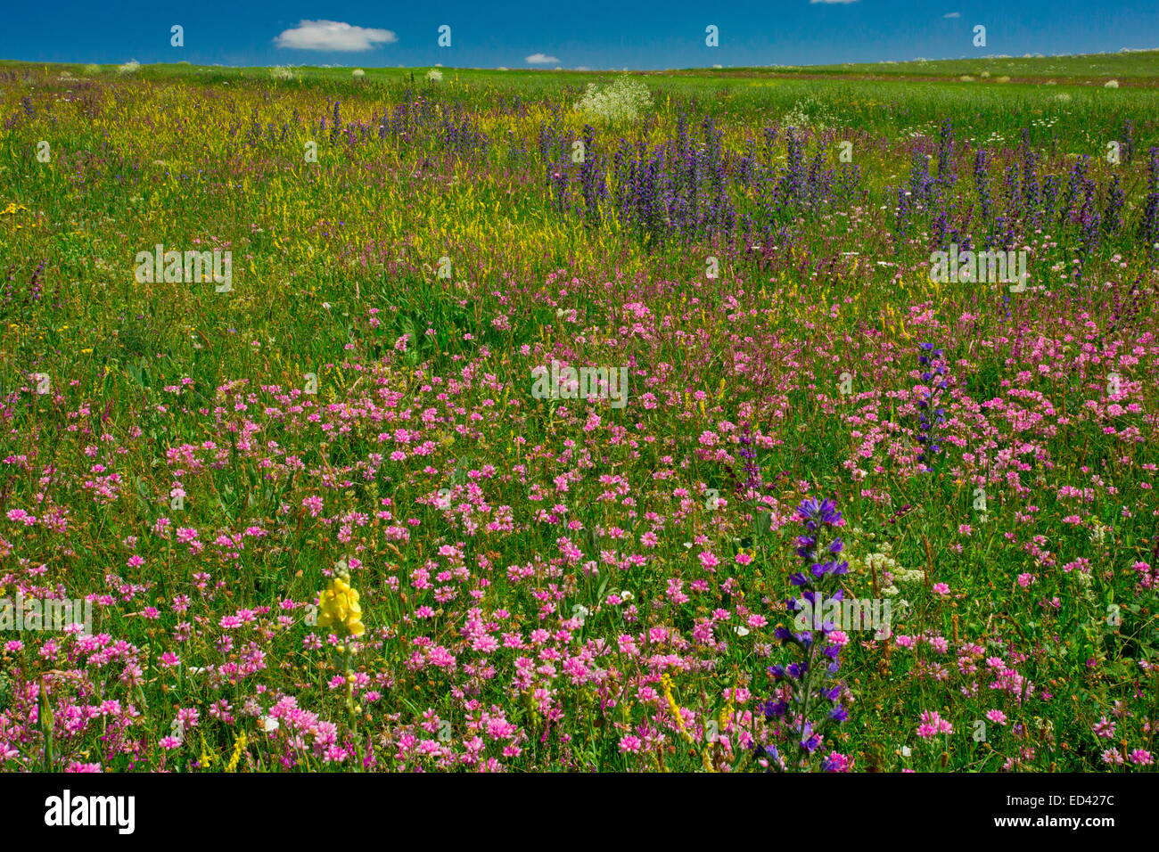 Flowery grassland in the Camurlu Daglari, north-east Turkey Stock Photo ...