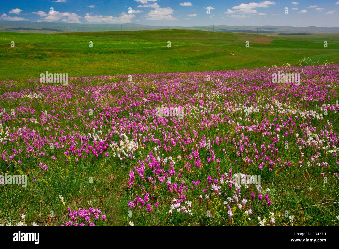 Flowery ancient pasture in far north-east Turkey, near Cildir ...