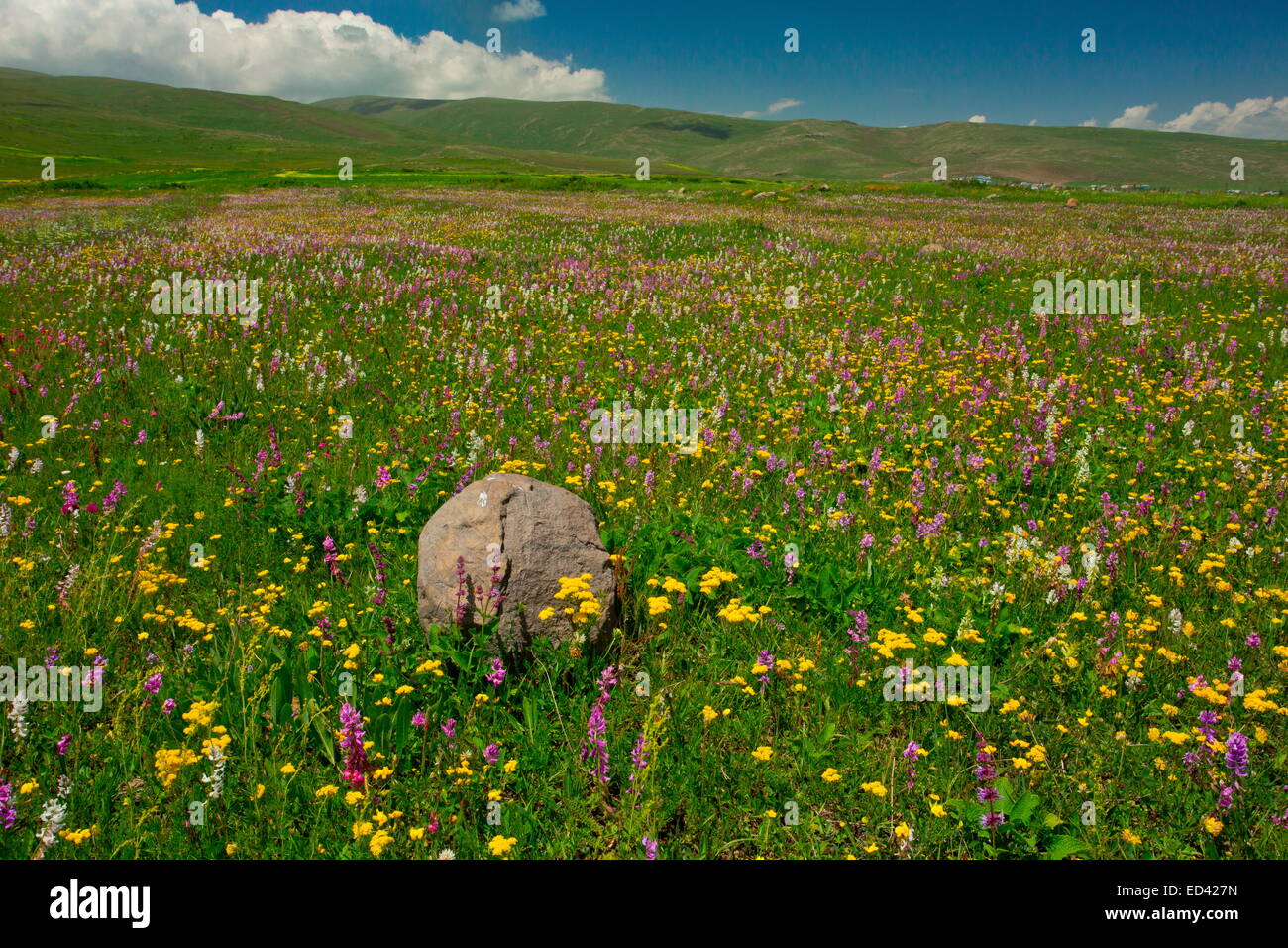 Flowery ancient pasture in far north-east Turkey, near Lake Cildir ...