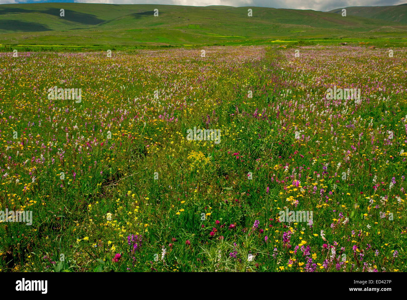 Flowery ancient pasture in far north-east Turkey, near Lake Cildir ...