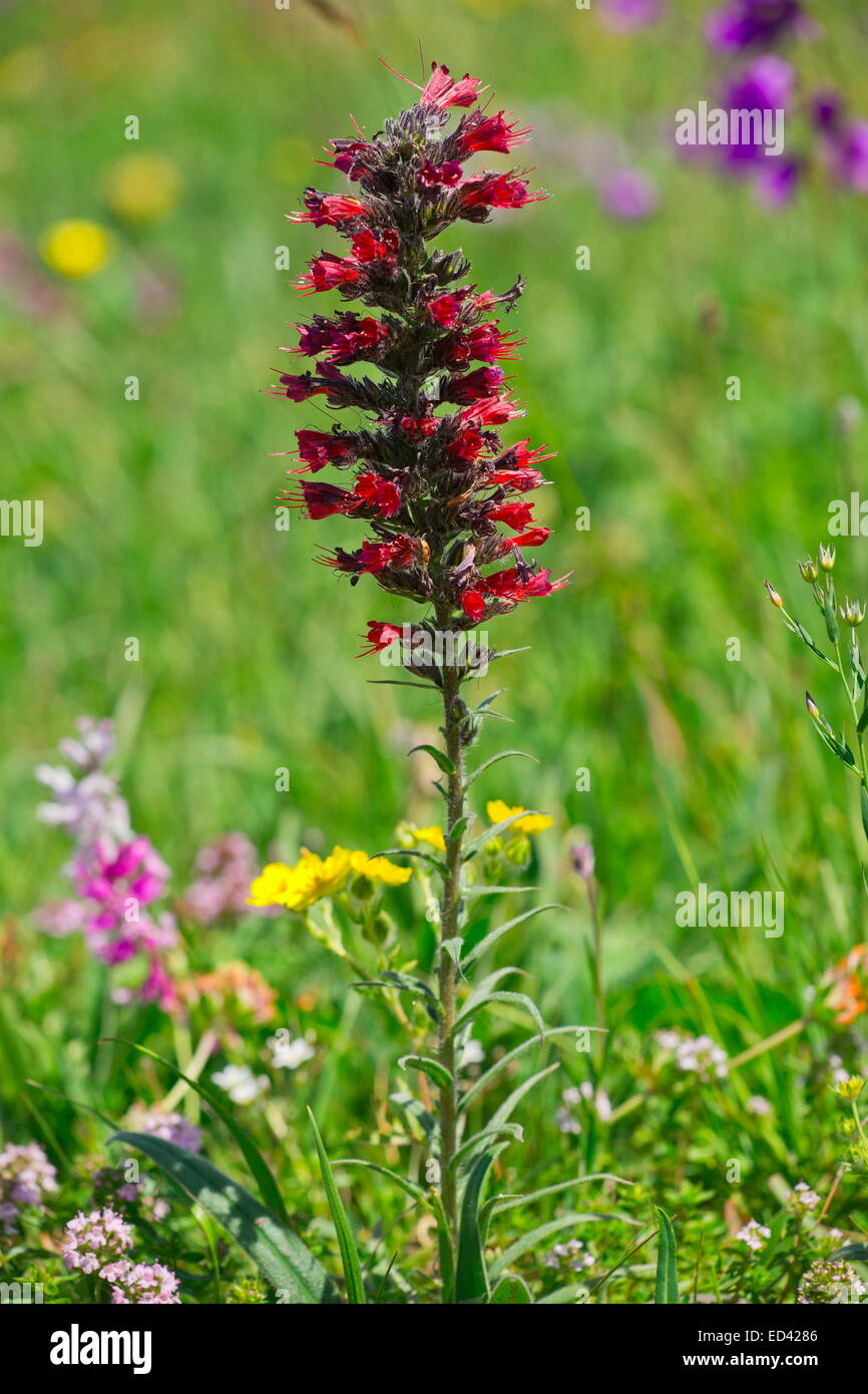 Red vipers bugloss echium russicum hi-res stock photography and images ...