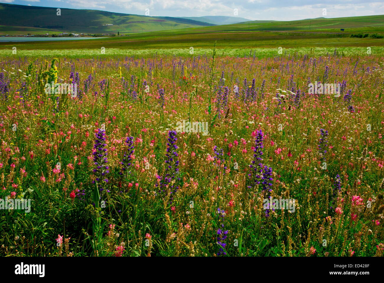 Grasslands hi-res stock photography and images - Alamy