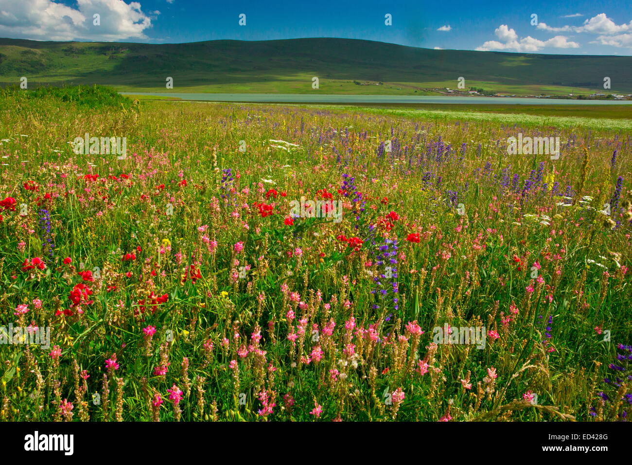 Intensely flowery grasslands - with Viper's Bugloss, Sainfoin etc ...