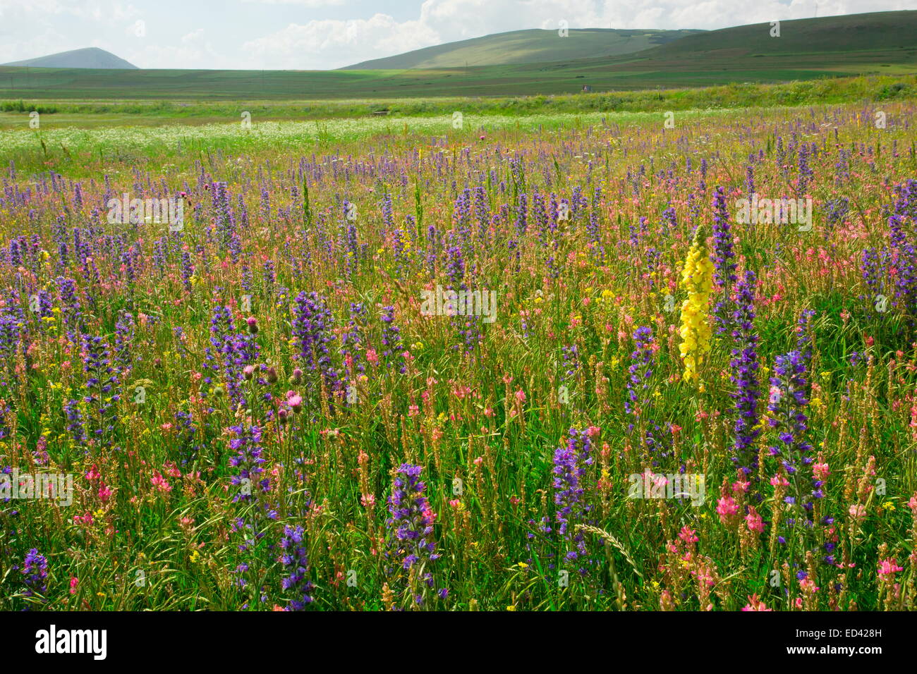 Intensely flowery grasslands - with Viper's Bugloss, Sainfoin etc ...