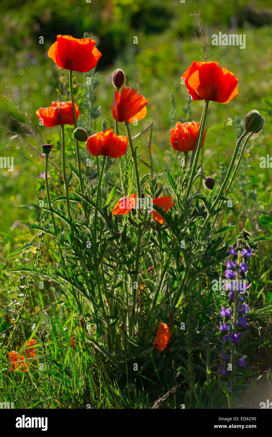 Oriental Poppies, Papaver orientalis in the wild; eastern Turkey Stock ...