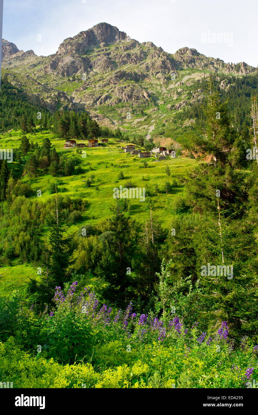 High pastures (Yaylas) and forest above Barhal at c. 2000m in the ...