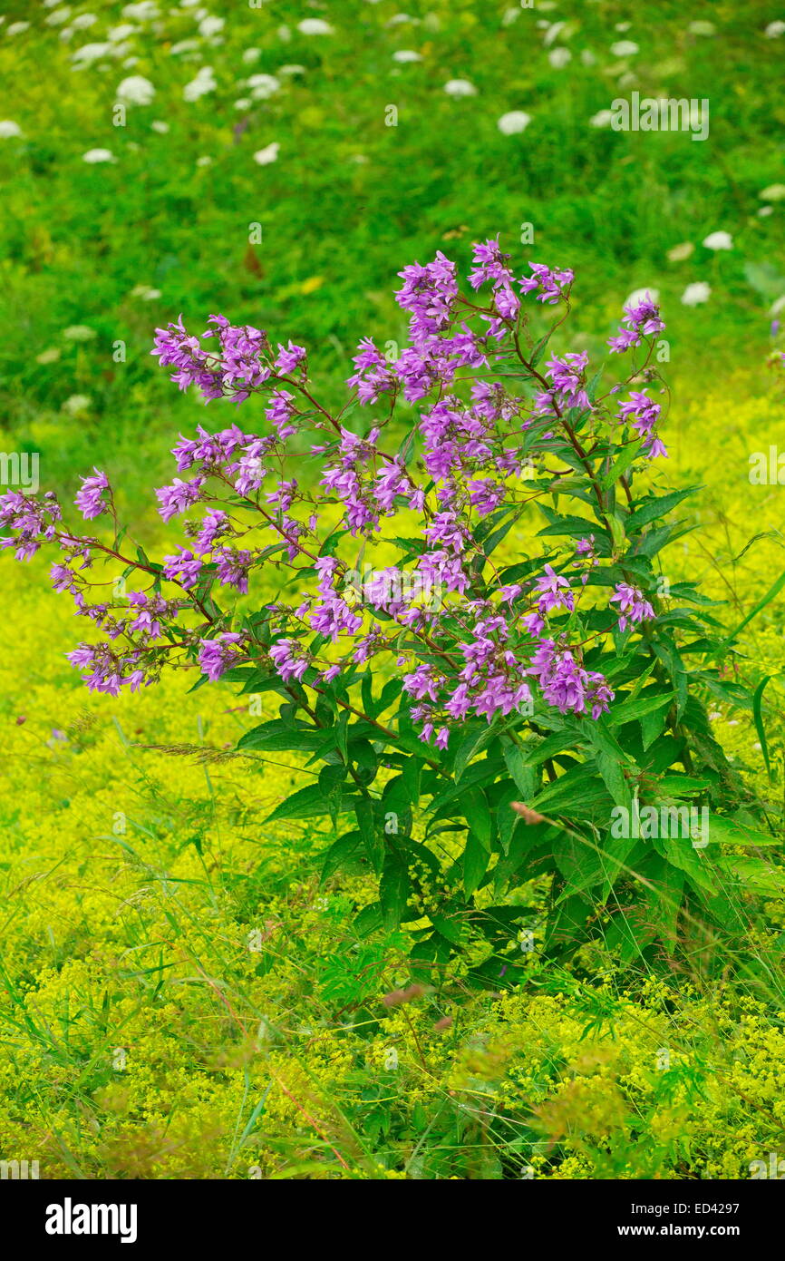 Campanula lactiflora hi-res stock photography and images - Alamy
